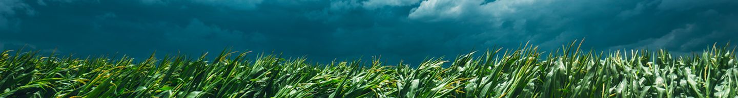 Grow with Confidence | ProAg Crop Hail Insurance