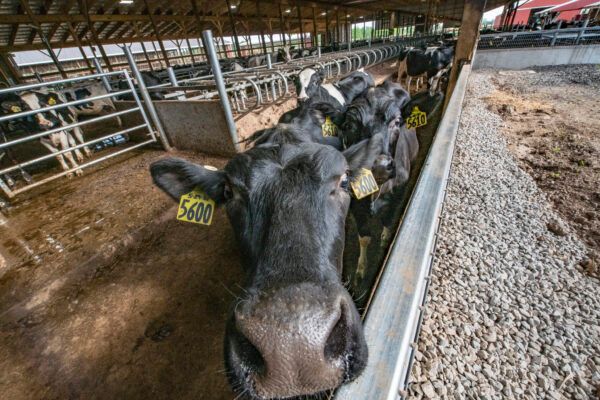 Beef-on-Dairy Offers Win-Win Situation - ProAg