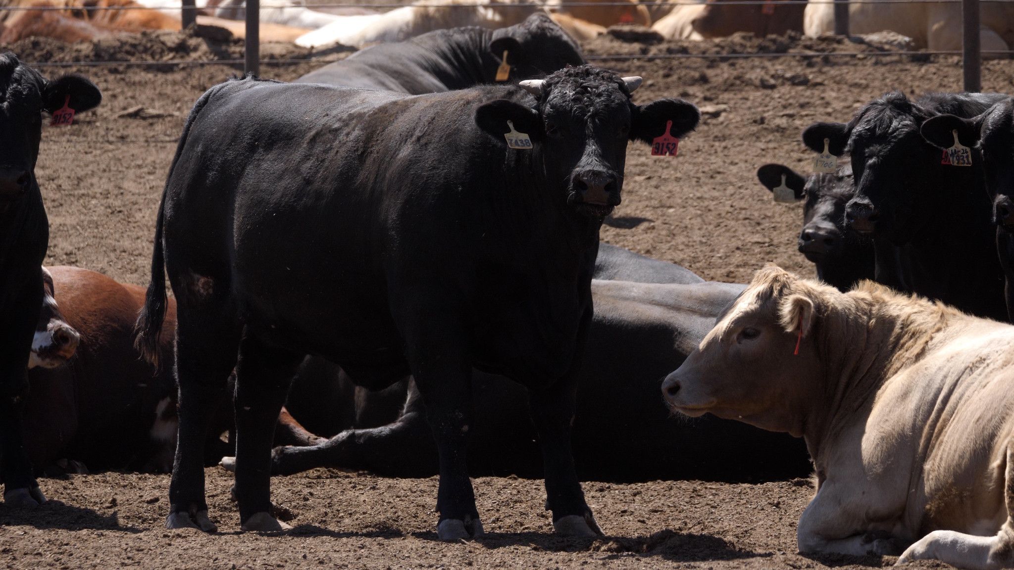 Anthrax Confirmed in Wyoming Cattle Herd - ProAg