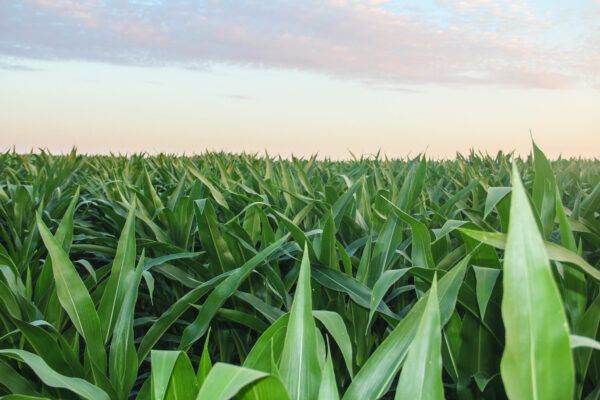 Corn Stunt Disease Detected For First Time in Kansas - ProAg